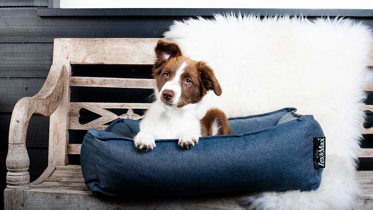 Lex en Max hondenkussen: 11x de beste van 2023 - HondjesGids