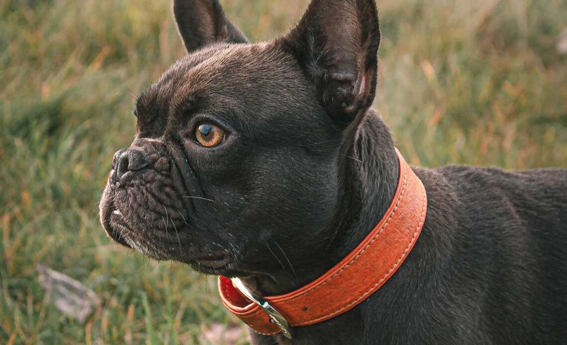 French Boodle: Een Franse Bulldog en Poedel kruising [Foto's] - HondjesGids