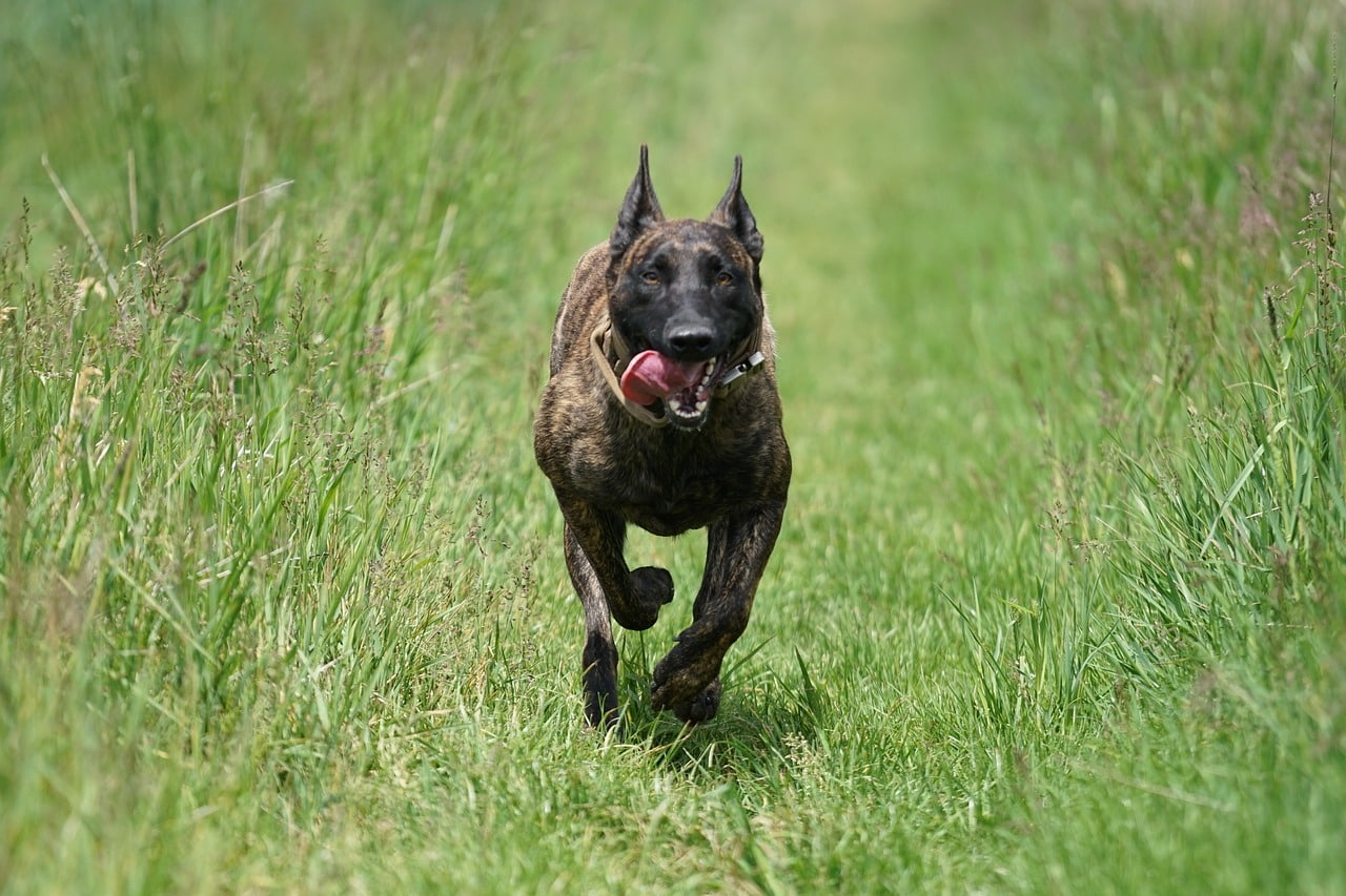 Hollandse Herder: Karakter en Uiterlijk [Foto's] - HondjesGids